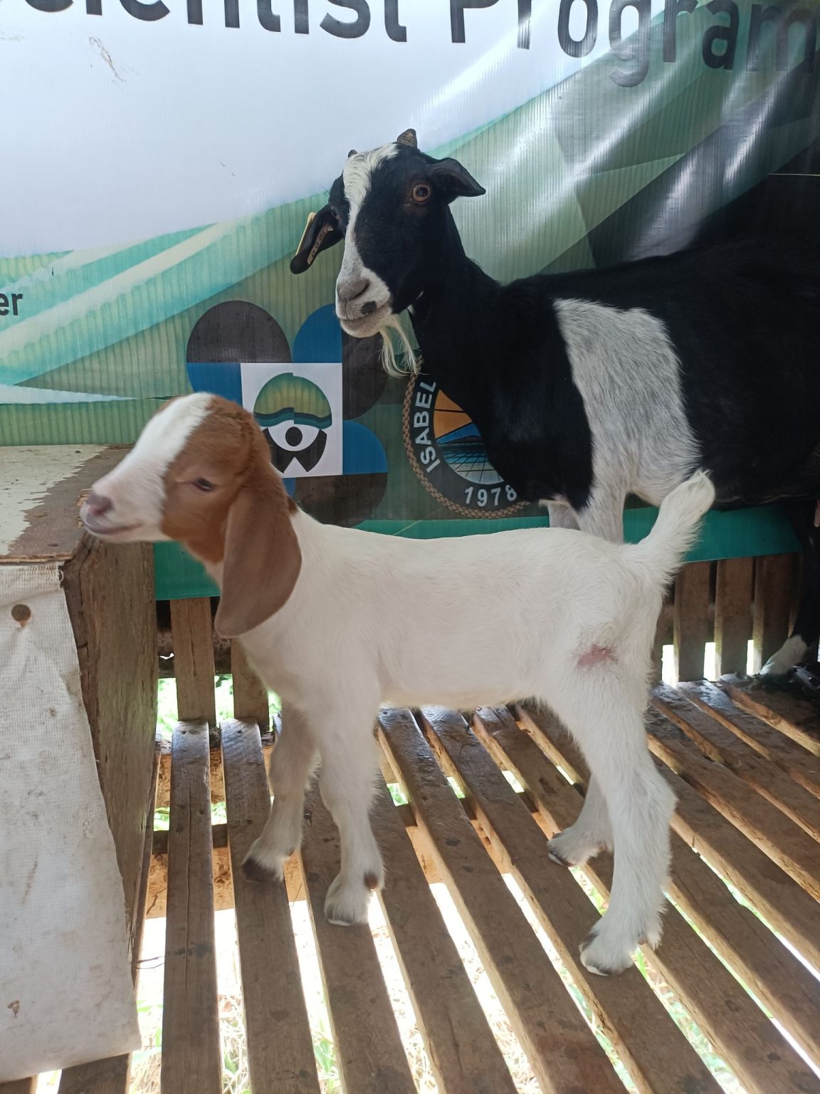 After Artificial Insemination, here comes Embryo Transfer | ISU Small ...