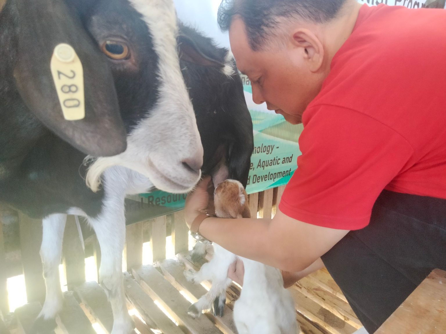 After Artificial Insemination, here comes Embryo Transfer | ISU Small ...